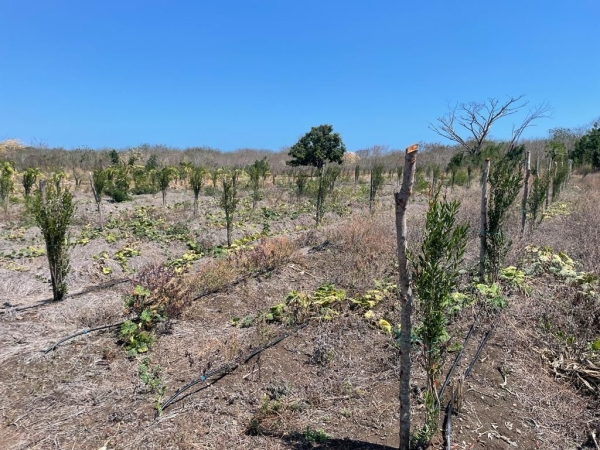 Jardín Botánico Nacional | JBN - La Canelilla (Pimenta haitiensis)