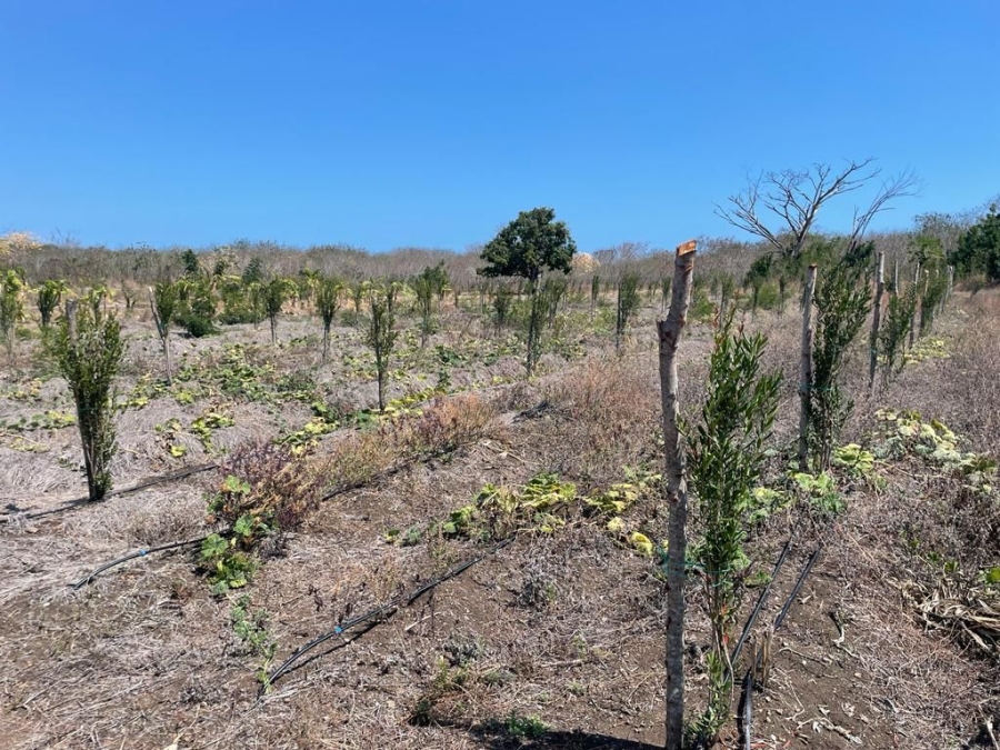 Jardín Botánico Nacional | JBN - La Canelilla (Pimenta haitiensis)