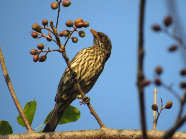 Jardín Botánico Nacional | JBN - Te compartimos datos sobre la Cigua ...