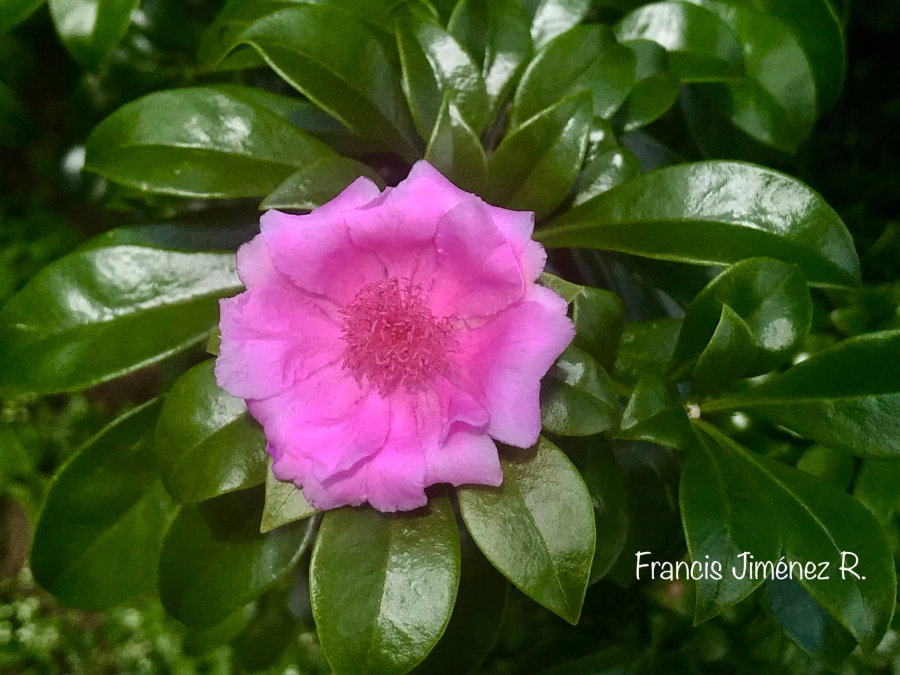 Jardín Botánico Nacional | JBN - Anímate y participa en el XIII ...