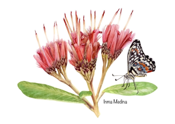 Jardín Botánico Nacional | JBN - Conoce sobre la Flor dedicada a las ...