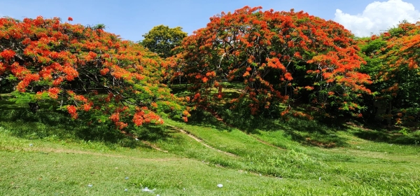Jardín Botánico Nacional | JBN - ¡Ya están floreciendo los FLAMBOYANES!